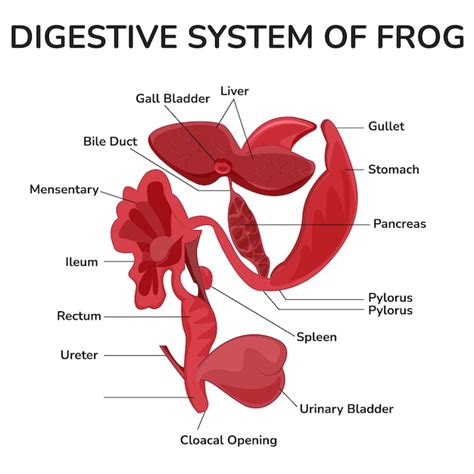 Sistema Digestivo Do Sapo Vetor Premium