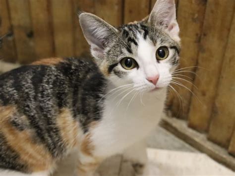 Sexing Kittens How To Determine The Sex Of Your Kitten Cats Com