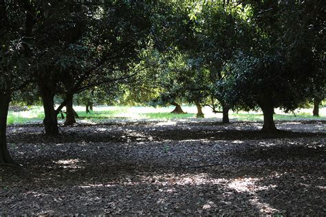 Pruning Large Trees Short Term Loss Long Term Gain The Macadamia South Africa
