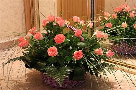 Комнатная роза (80 фото): виды, выращивание и уход