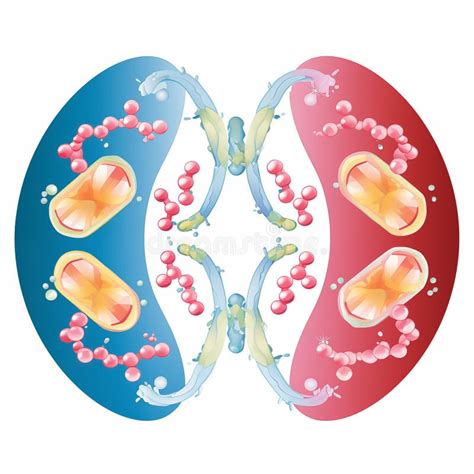 Scientific Illustration Of Cellular Division And Chromosomes Stock