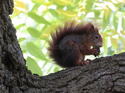 Squirrel Captured Eating Nuts On A Tree Stock Image Image Of Fauna Small 257161381