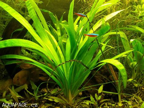 Sagittaria Aquarium | Sagittaria platyphylla - Giant sagittaria ...