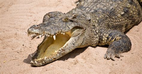 악어 뱃속에서 60대 남성 시신 발견