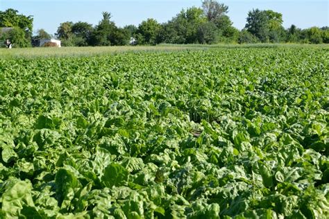 Field Of Fodder Beet In Summer Stock Image Image Of Food Forage
