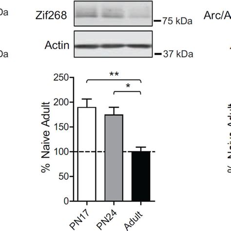 The Levels Of Immediate Early Genes C Fos Zif268 And Arc Are Higher In Download Scientific