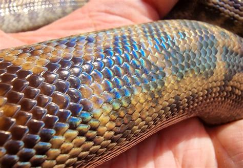 Spotted Python Jonathan S Jungle Roadshow