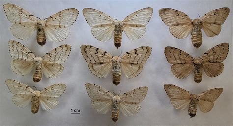 Lymantria Dispar Asiatica And Lymantria Dispar Japonica Female Adults