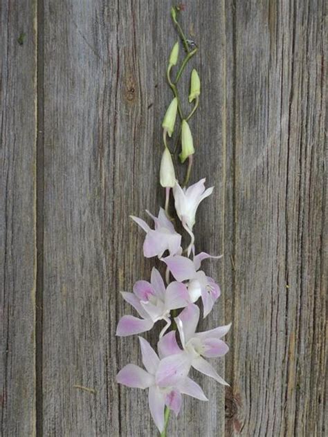 Wholesale Lavender Dendrobium Orchids Delivered Online Flowerfarm