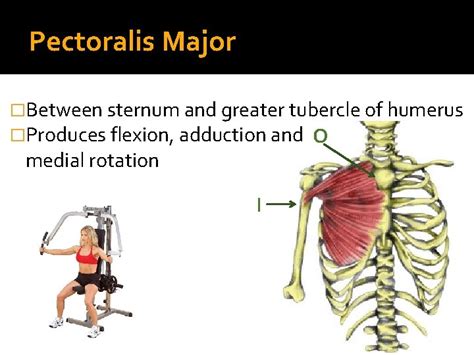 Muscles Of The Upper Body Abdominal Muscles Abdominal