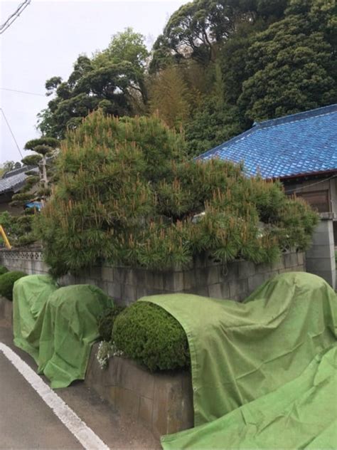 赤松 芽摘み 剪定 植木屋のいけだ 施工例