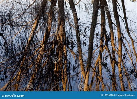 Reflective Tree Stock Photo Image Of Reflection Winter