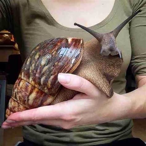 Giant African Slug