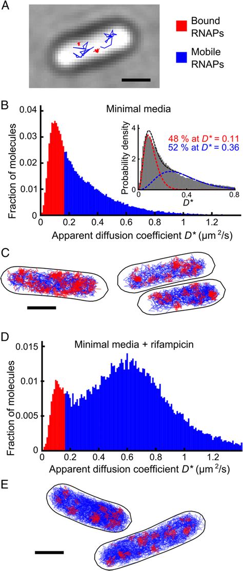 Single Molecule Tracking Allows Mobility Based Categorizing Of