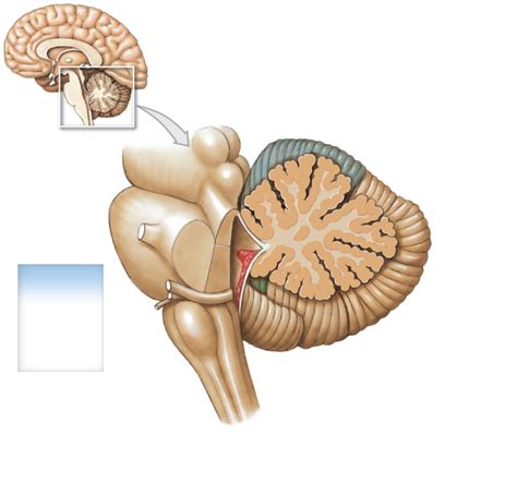 Cerebellum Diagram Quizlet