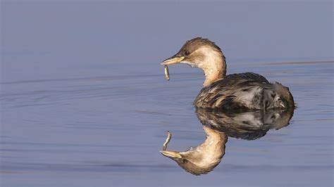 Защитени видове птици загинаха в бракониерски мрежи край Бургас Новини бг