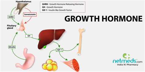 Growth Hormone Kantipur Path Lab