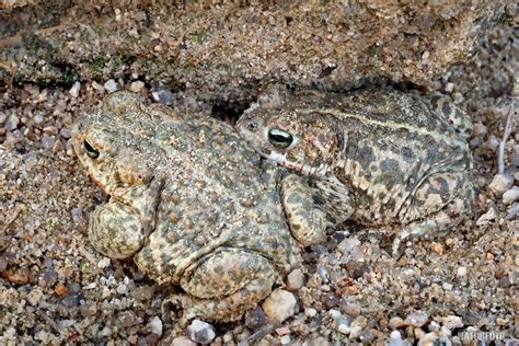 Natterjack Toad Photos Natterjack Toad Images Nature Wildlife