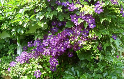 Садовые Лианы Многолетние Цветущие Фото — Картинки фотографии