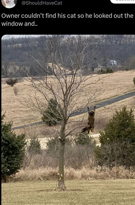 Latest Memes New Memes Memedroid