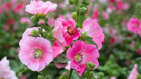 15 Hollyhock Varieties We Love In The Summer Garden