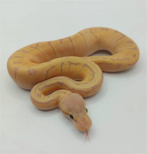 ♂️ Super Orange Dream Banana Pinstripe Yb 100 Het Clown Sale 30