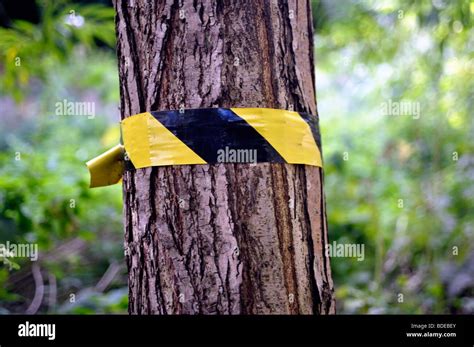 Tree With Tape Stock Photo Alamy
