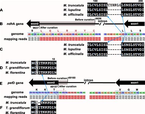 Examples For The Curation Of The Exon Intron Boundaries Of Genes Ndha
