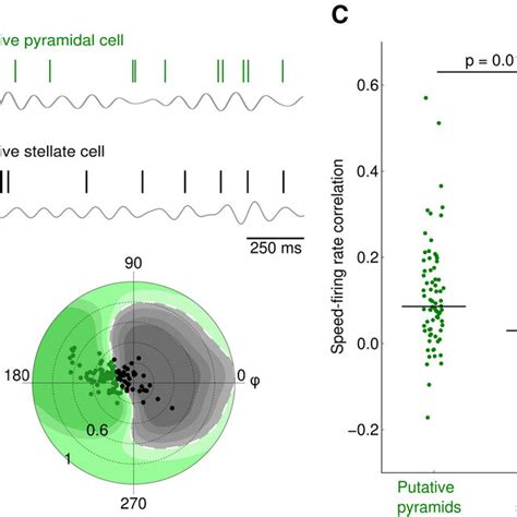 Classification Of Cells In Layer Ii Of The Medial Entorhinal Cortex A Download Scientific