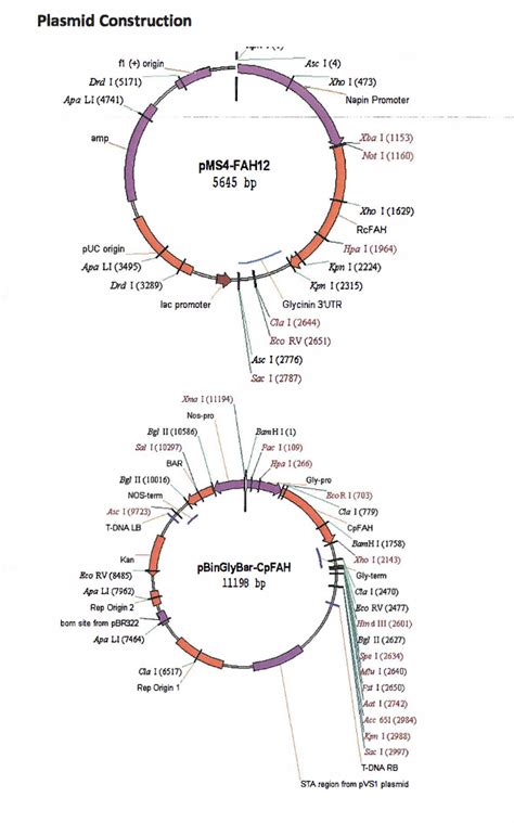 Solved Plasmid Constructiongiven The Above Plasmid Maps