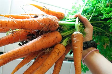 Марганцовка для моркови: применение, отзывы