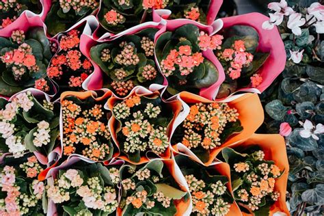 Un Bouquet De Fleurs Qui Sont Dans Une Sorte De Pot Photo Bouquet De Fleurs Photo Sur Unsplash