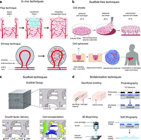1 Overview Of The Four Main Strategies Used To Overcome Vascularization