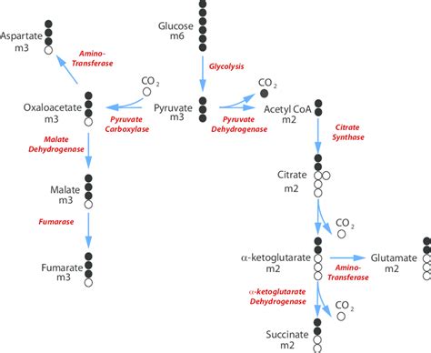 Fig S1 Schematic Of The Labeling Patterns Of Metabolic Intermediates