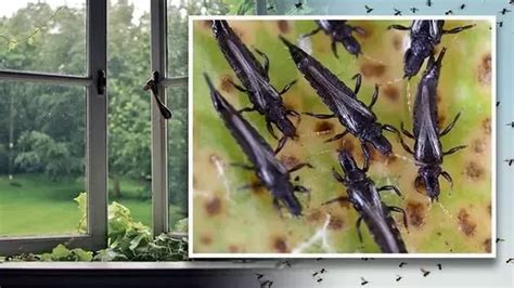 How To Get Rid Of Thunder Bugs Ahead Of Storm Warnings