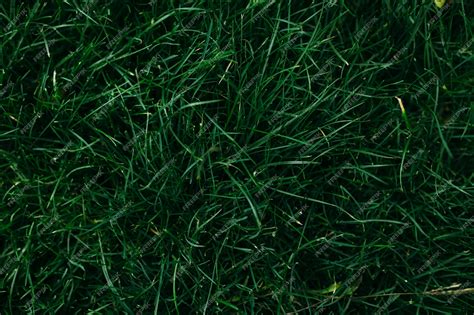 Premium Photo Green Grass On The Ground Background