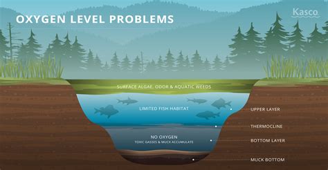 Restore Your Backyard Pond With Diffused Aeration Kasco Marine