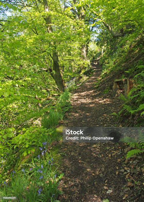 양치류와 블루벨로 둘러싸인 가파른 계곡의 측면을 따라 활기찬 녹색 봄 숲을 통과하는 좁은 길 0명에 대한 스톡 사진 및 기타