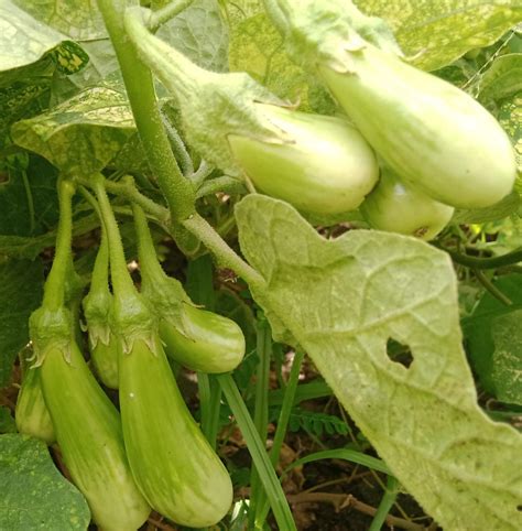 ပဒေသာခရမ်းပင်စိုက်ပျိုးသူများ အသီးများခူးယူရောင်းချချိန်ဖြစ်၍ မိသားစုအတွက်ဝင်ငွေရရှိ