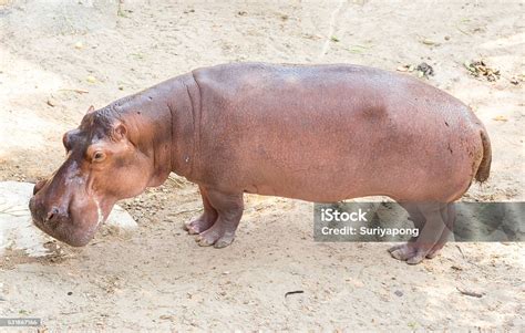 하마 스탠딩 육상용 하마에 대한 스톡 사진 및 기타 이미지 하마 공원 국가 관광명소 Istock