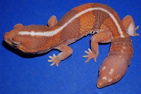 Striped Caramel Albino 100 Het Zulu Female African Fat Tailed Gecko By Geckos Etc