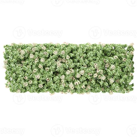 Dwarf Ixora Plant On Isolated Canvas 45716758 Png