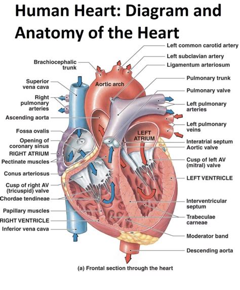 Heart Structure And Function Diagram Quizlet