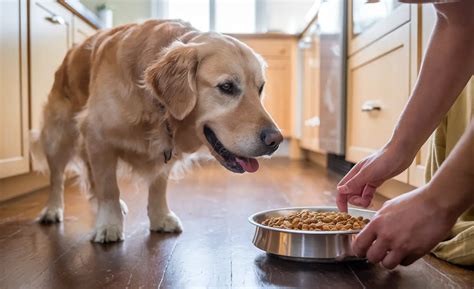 High Fiber Dog Food Essential Digestive Health Guide