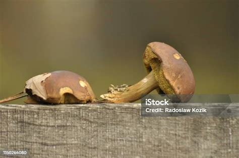 숲 속의 버섯 자꾸 가 식용 및 유독 한 버섯 자 실체는 포자를 생성 합니다 0명에 대한 스톡 사진 및 기타 이미지 0명 가을 공생 관계 Istock