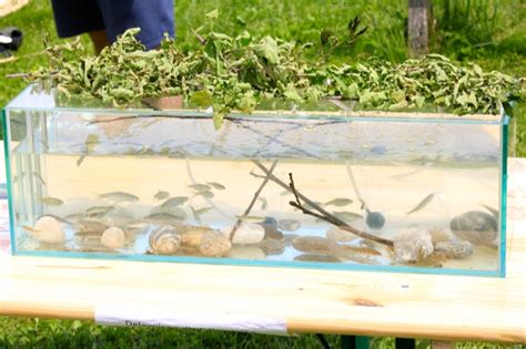 How To Cross A Fish Pass Without Any Water Wwf