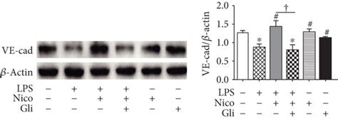 Nico Alleviated Lps Induced Loss Of Ve Cadherin In Hpaecs A Western