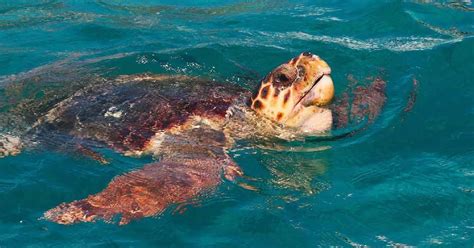 Top 10 Largest Sea Turtles In The World Freejobalert Com