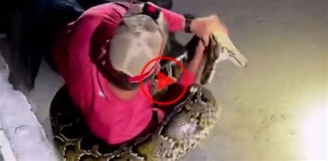 VIRAL Man Catches 19 Foot Burmese Python With Bare Hands Video