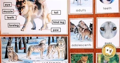 Wolf Life Cycle Parts Of Wolf Learning Activities Montessori Nature